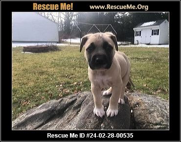 - Connecticut Boxer Rescue - ADOPTIONS - Rescue Me!