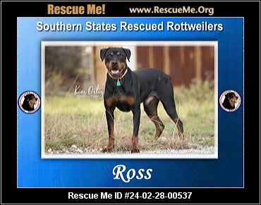 - Texas Rottweiler Rescue - ADOPTIONS - Rescue Me!