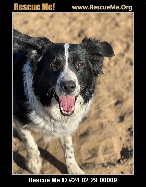 - Colorado Dog Rescue - ADOPTIONS - Rescue Me!