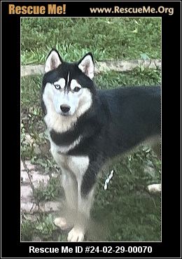 - Ohio Siberian Husky Rescue - ADOPTIONS - Rescue Me!