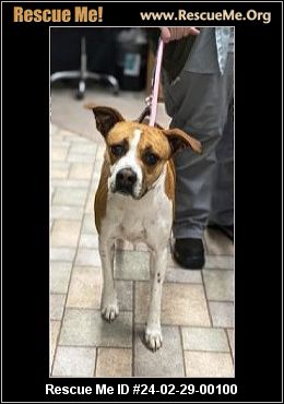 - Missouri Boxer Rescue - ADOPTIONS - Rescue Me!