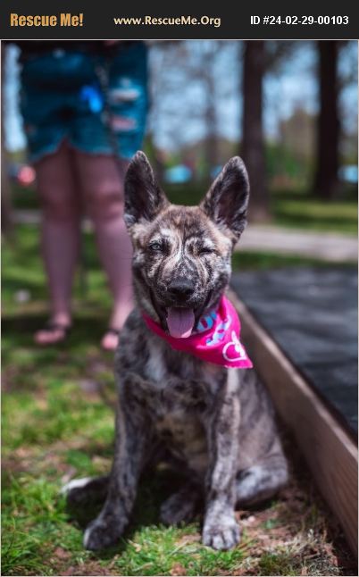 ADOPT 24022900103 ~ Dutch Shepherd Rescue ~ HELENA, AL