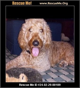 - Florida Poodle Rescue - ADOPTIONS - Rescue Me!