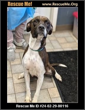 - Missouri Boxer Rescue - ADOPTIONS - Rescue Me!