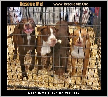 - Iowa Dog Rescue - ADOPTIONS - Rescue Me!