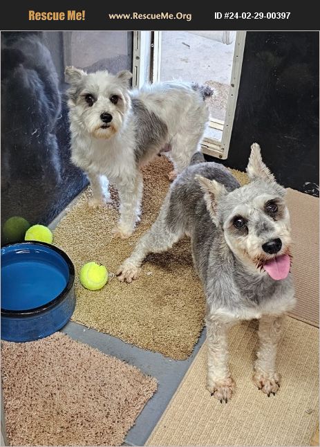 ADOPT 24022900397 ~ Schnauzer Rescue ~ Denver, IN