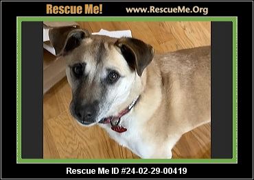 - D.C. Dog Rescue - ADOPTIONS - Rescue Me!