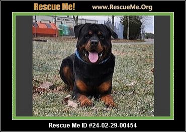 - New Jersey Rottweiler Rescue - ADOPTIONS - Rescue Me!
