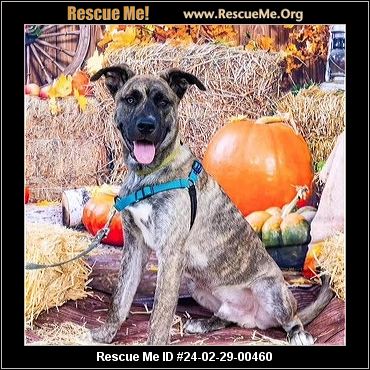 - Paw Patrol Animal Rescue and Sanctuary - Boca Raton, FL - AVAILABLE PETS