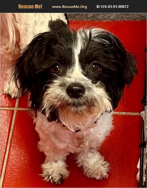 ADOPT 24030100072 ~ Poodle Rescue ~ Fort Myers, FL