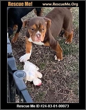 - Oklahoma Beagle Rescue - ADOPTIONS - Rescue Me!