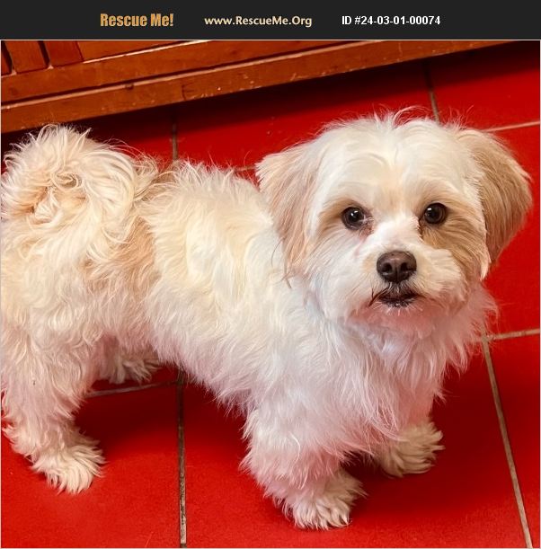 ADOPT 24030100074 ~ Maltese Rescue ~ Fort Myers, FL