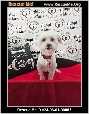 - Florida Maltese Rescue - ADOPTIONS - Rescue Me!