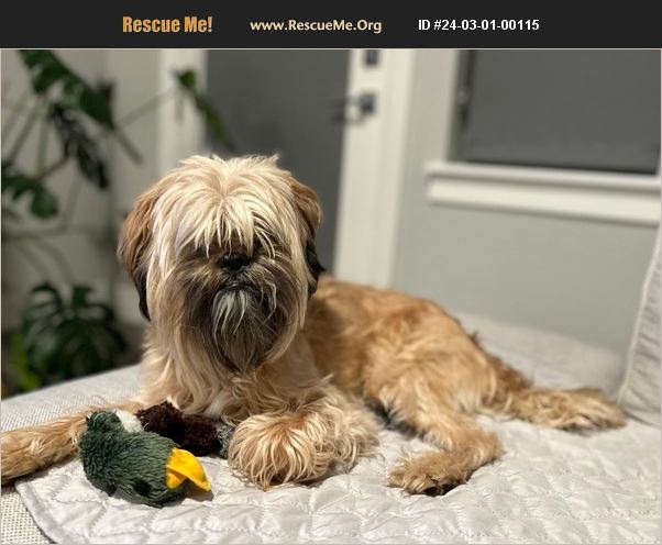 ADOPT 24030100115 ~ Lhasa Apso Rescue ~ Denver, CO