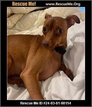 - Tennessee Dog Rescue - ADOPTIONS - Rescue Me!