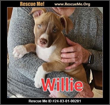 - Washington Dog Rescue - ADOPTIONS - Rescue Me!