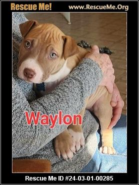 - Washington Dog Rescue - ADOPTIONS - Rescue Me!