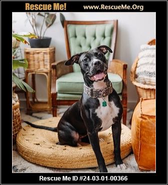 - Pennsylvania Dog Rescue - ADOPTIONS - Rescue Me!