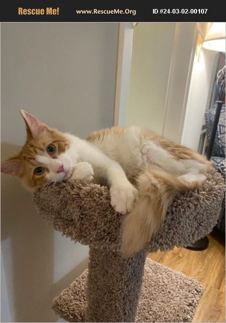 ADOPT 24030200107 ~ Domestic Cat Rescue ~ Newtown, CT