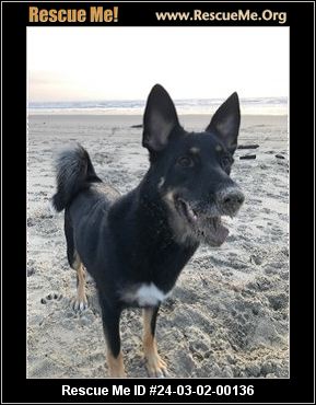 - Oregon Dog Rescue - ADOPTIONS - Rescue Me!