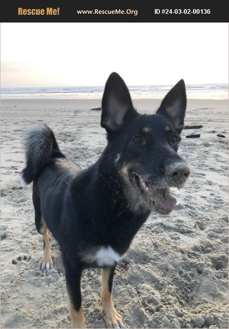 ADOPT 24030200136 ~ Belgian Malinois Rescue ~ Eugene, OR