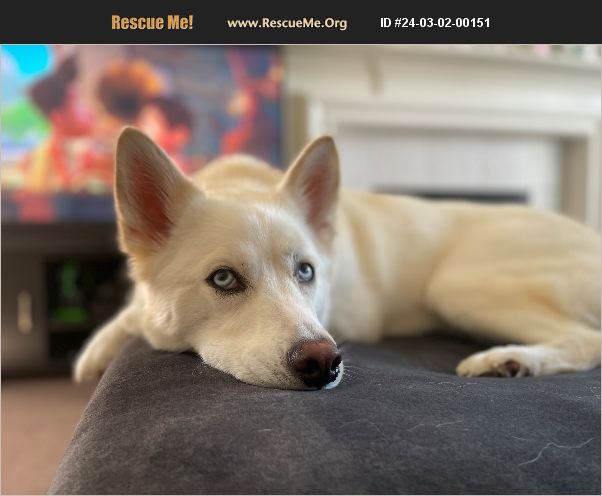 ADOPT 24030200151 ~ Siberian Husky Rescue ~ Manchester, MI