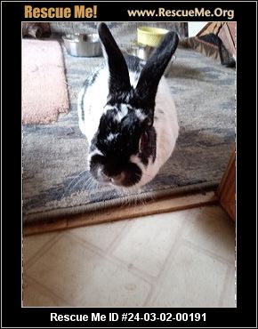 - Pennsylvania Rabbit Rescue - ADOPTIONS - Rescue Me!