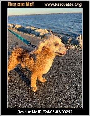 - Delaware Dog Rescue - ADOPTIONS - Rescue Me!