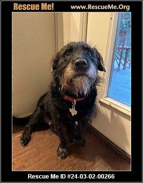 - Texas Scottish Terrier Rescue - ADOPTIONS - Rescue Me!