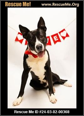 - Georgia Border Collie Rescue - ADOPTIONS - Rescue Me!