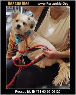 - Arizona Bichon Frise Rescue - ADOPTIONS - Rescue Me!