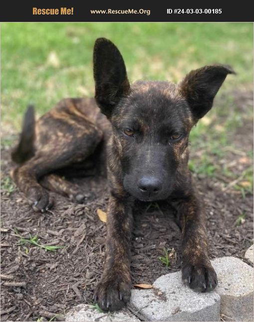 ADOPT 24030300185 ~ Dutch Shepherd Rescue ~ E. Falmouth, MA
