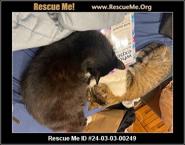 - Washington Cat Rescue - ADOPTIONS - Rescue Me!