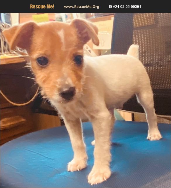 ADOPT 24030300301 ~ Jack Russell Rescue ~ Dallas, TX