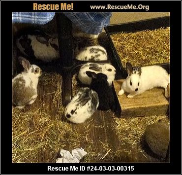 - Texas Rabbit Rescue - ADOPTIONS - Rescue Me!