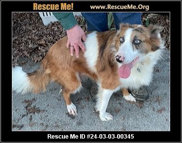 - Georgia Border Collie Rescue - ADOPTIONS - Rescue Me!