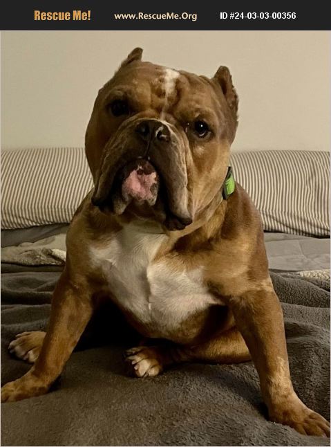 ADOPT 24030300356 ~ Bulldog Rescue ~ San Diego, CA