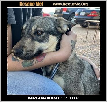 - Arizona Corgi Rescue - ADOPTIONS - Rescue Me!