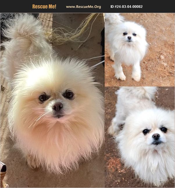 ADOPT 24030400082 ~ Pomeranian Rescue ~ Casa Grande, AZ