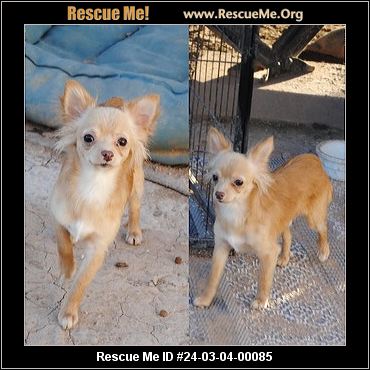 - Arizona Pomeranian Rescue - ADOPTIONS - Rescue Me!