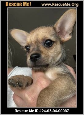 - Arizona Dog Rescue - ADOPTIONS - Rescue Me!