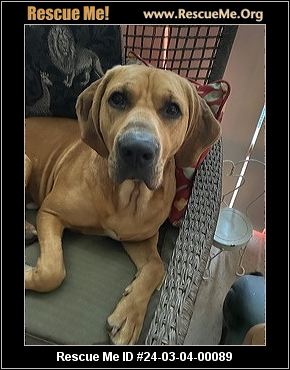 - Texas Bloodhound Rescue - ADOPTIONS - Rescue Me!