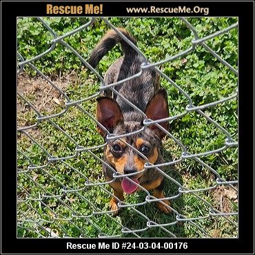 - Indiana Dog Rescue - ADOPTIONS - Rescue Me!