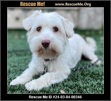 - California Schnauzer Rescue - ADOPTIONS - Rescue Me!