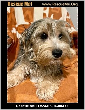 - Texas Yorkie Rescue - ADOPTIONS - Rescue Me!