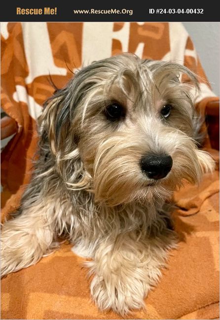 ADOPT 24030400432 ~ Yorkie Rescue ~ Aquilla, TX