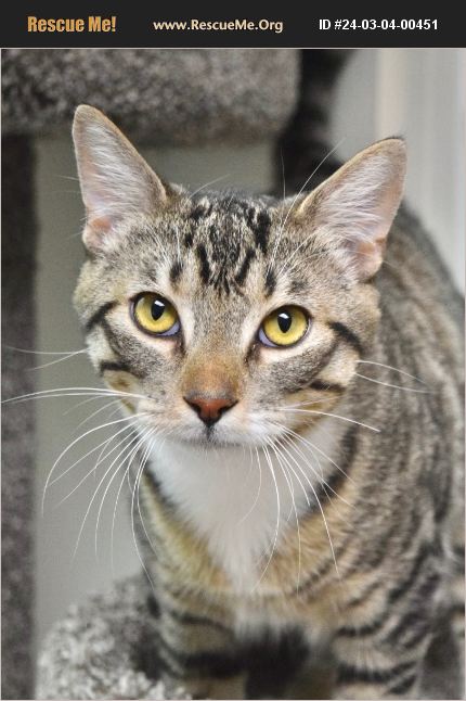 ADOPT 24030400451 ~ Domestic Cat Rescue ~ Dublin, CA