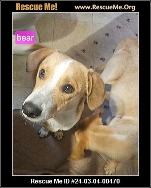 - Washington Corgi Rescue - ADOPTIONS - Rescue Me!