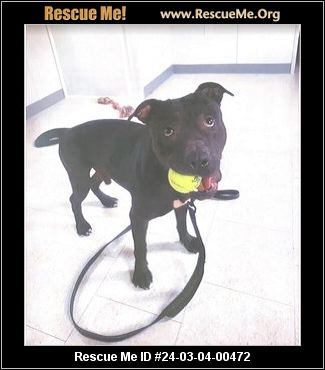 - Delaware Dog Rescue - ADOPTIONS - Rescue Me!