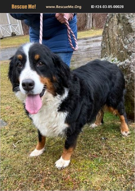 ADOPT 24030500028 ~ Bernese Mountain Dog Rescue ~ Bedford Hills, NY